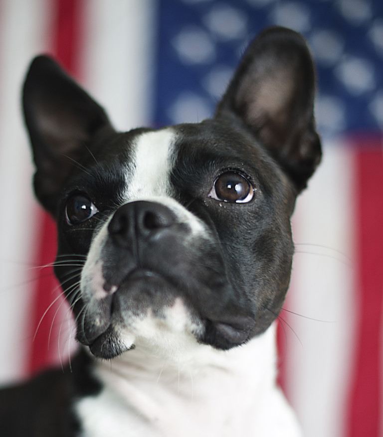 The PCS-ing dog and cat: part 2