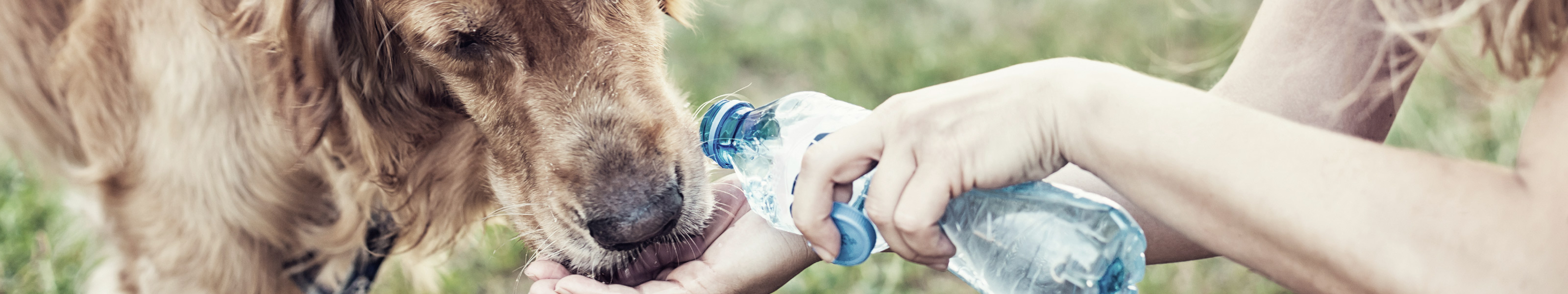 senior-dog-sanctuary-of-maryland