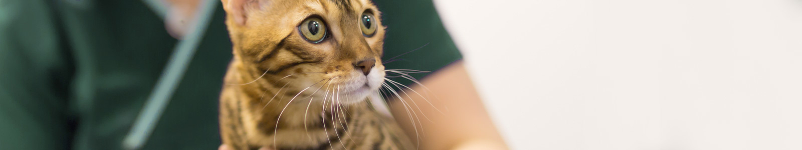 Humane Society of Tampa Bay