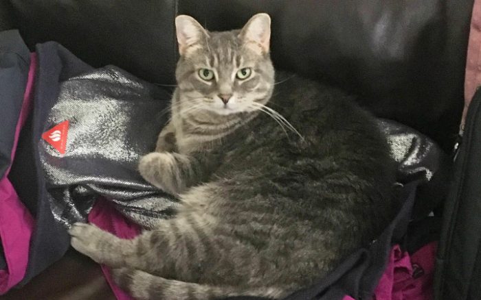 Rescued tabby cat earns Army veteran's devotion