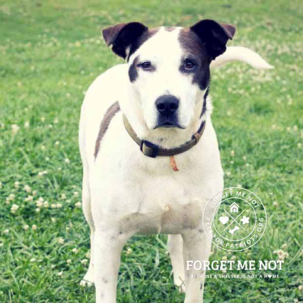 Miles Macklin is a big goofy lap snuggler!