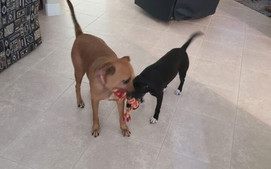 Veteran military dog handler comes to the rescue of pint-sized ...
