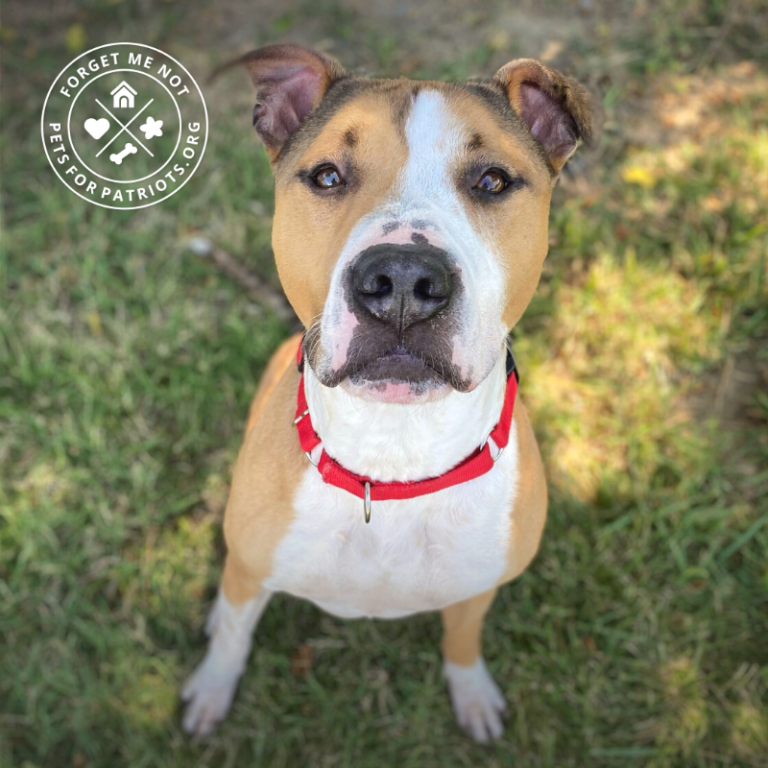 Pets for Patriots - Pets for Patriots
