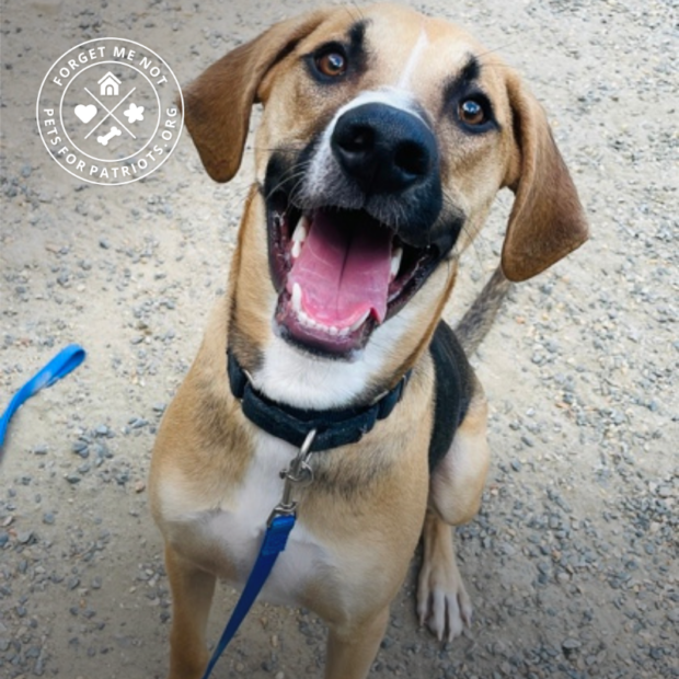 Pets for Patriots - Pets for Patriots