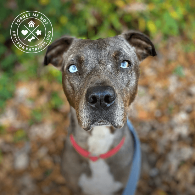 Pets for Patriots - Pets for Patriots
