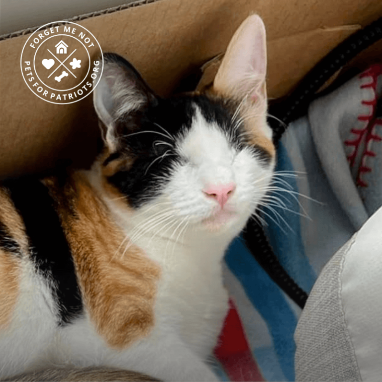Pets for Patriots - Pets for Patriots