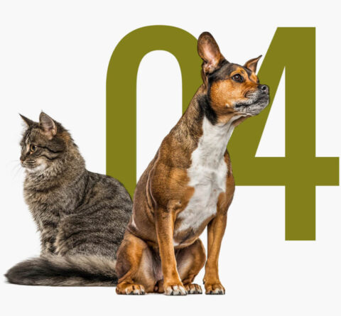 Veterans - Pets for Patriots