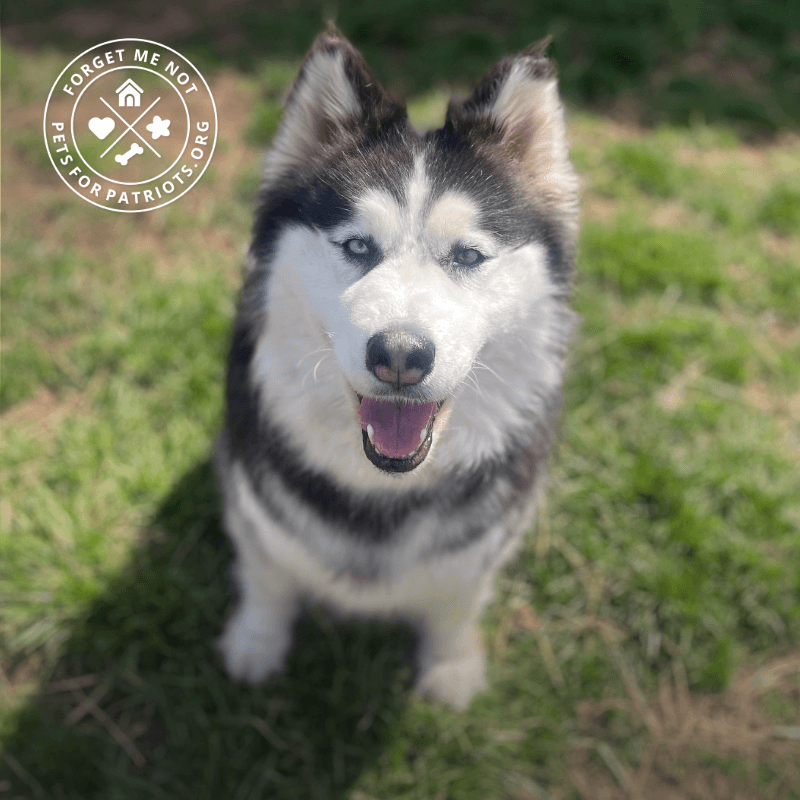 Juneau is a fun-loving fella who needs an adventurous home!