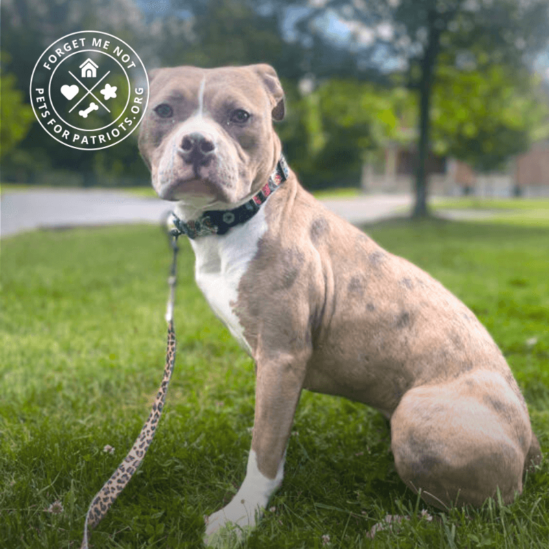 Amy Poehler loves kids, grownups, and other dogs - no joke!