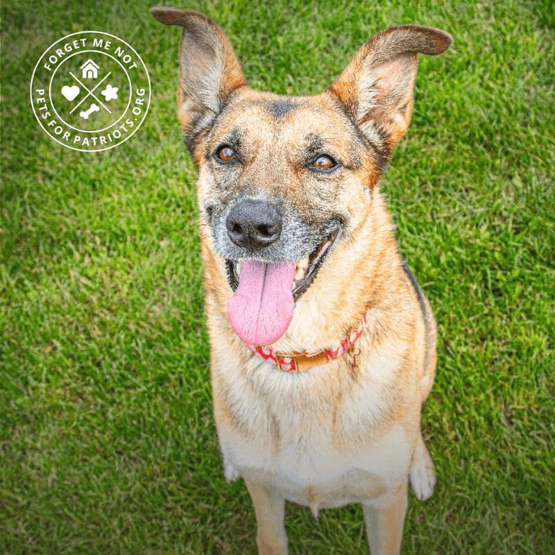Bella needs a compassionate home to overcome her trauma!