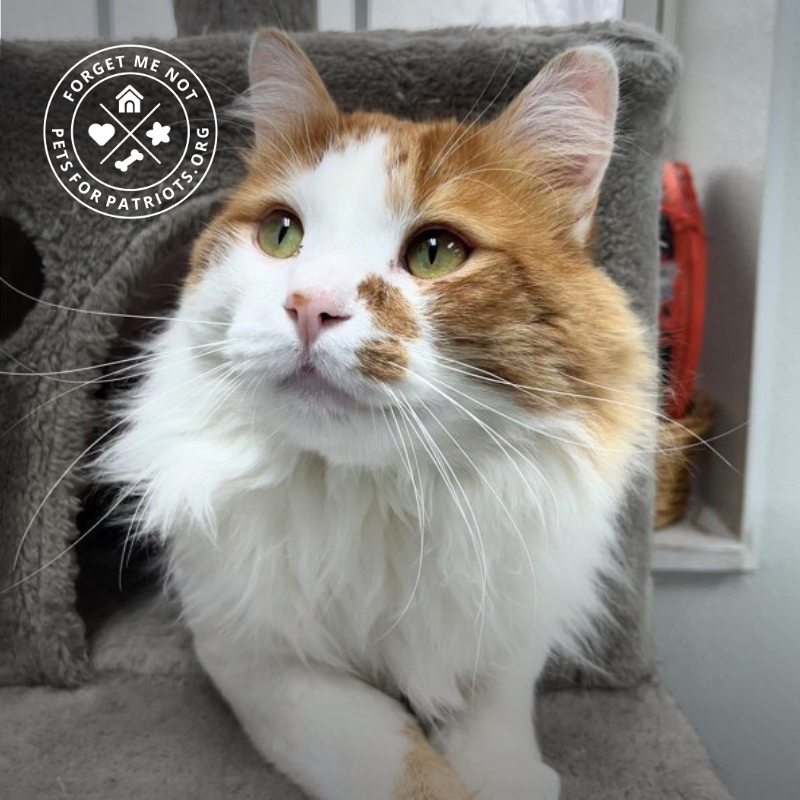 Pepito is a social butterfly who simply adores the humans!