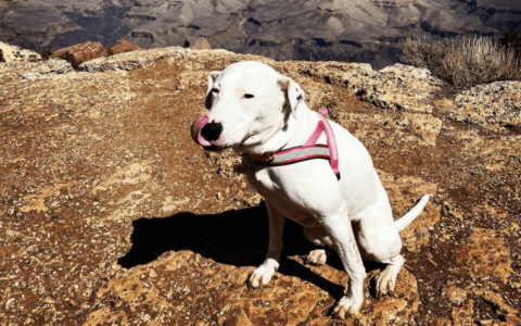 Pets for Patriots